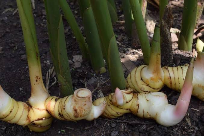 Beragam Manfaat Kencur Bagi Kesehatan Tubuh, Obati Flu, Hipertensi ...