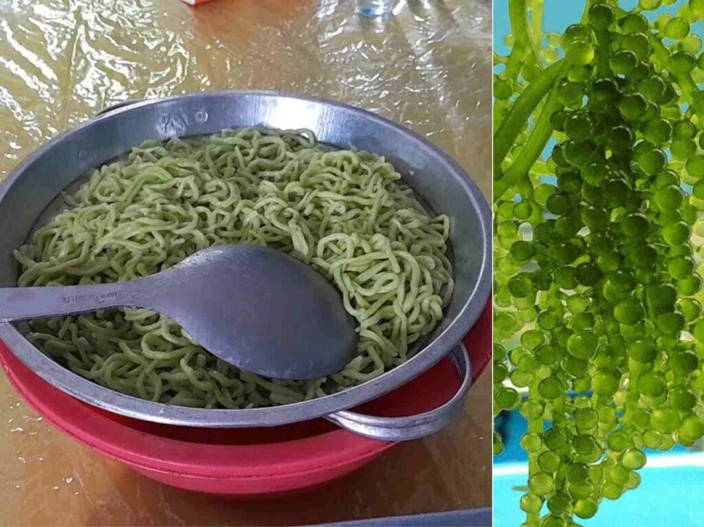 Prodi THP Polikant Kenalkan Olahan Baru, Mie “Lat”